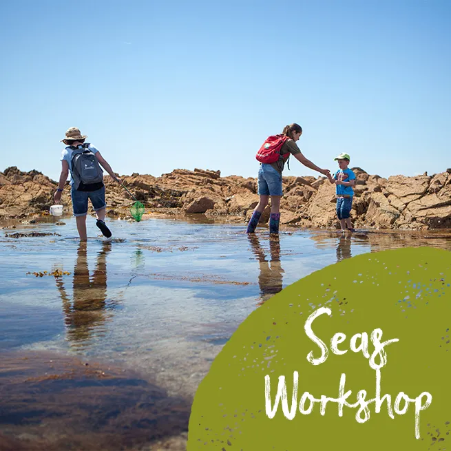 Seas workshop | National Trust for Jersey